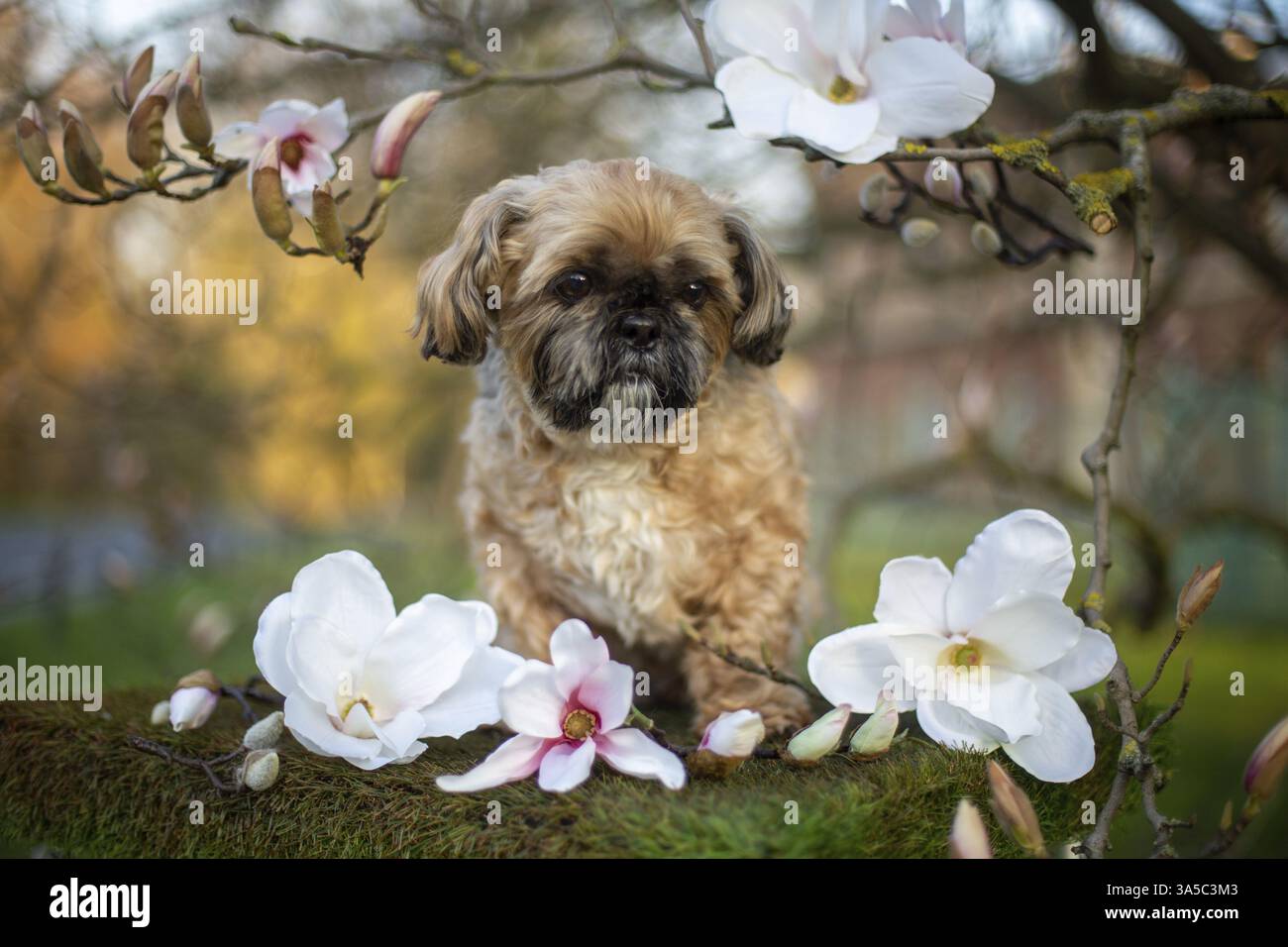 male Shih Tzu Stock Photo - Alamy