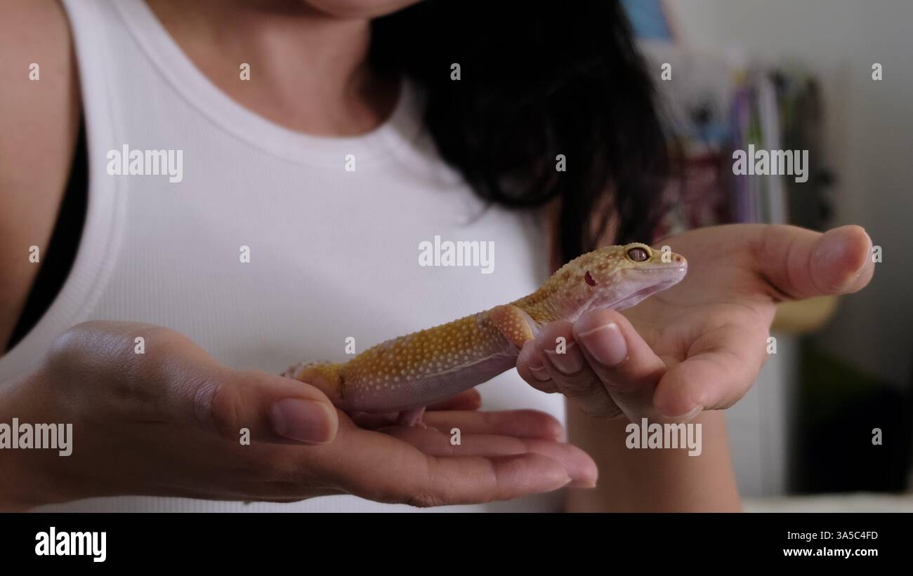 Leopard gecko calmly sits on hi-res stock photography and images - Alamy