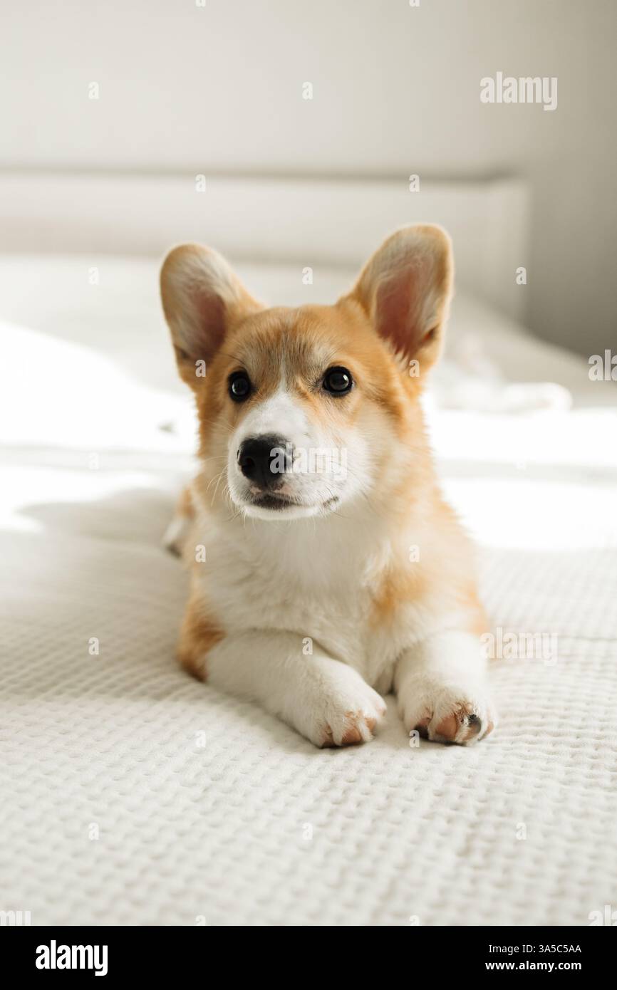 Cheerful corgi dog looking at the camera. Playful corgi. Cute domestic ...
