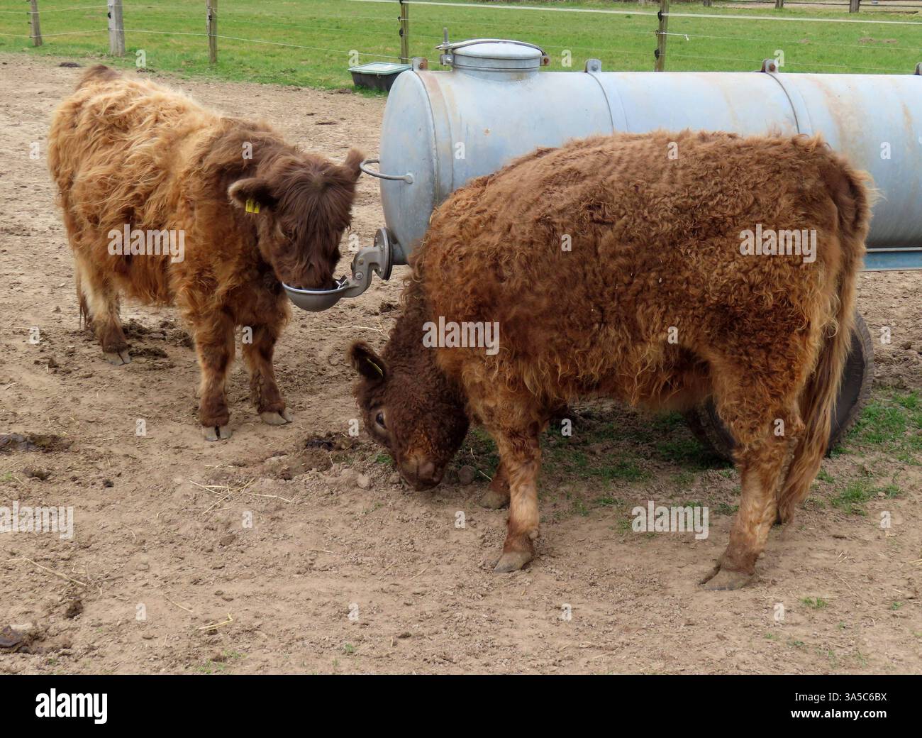 ...diese beiden Galloway Rinder sind ganz vernarrt in die prall ...