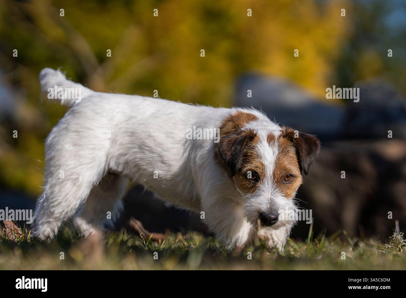Purebred broken coated Jack Russell Terrier walking in the garden. Jack ...