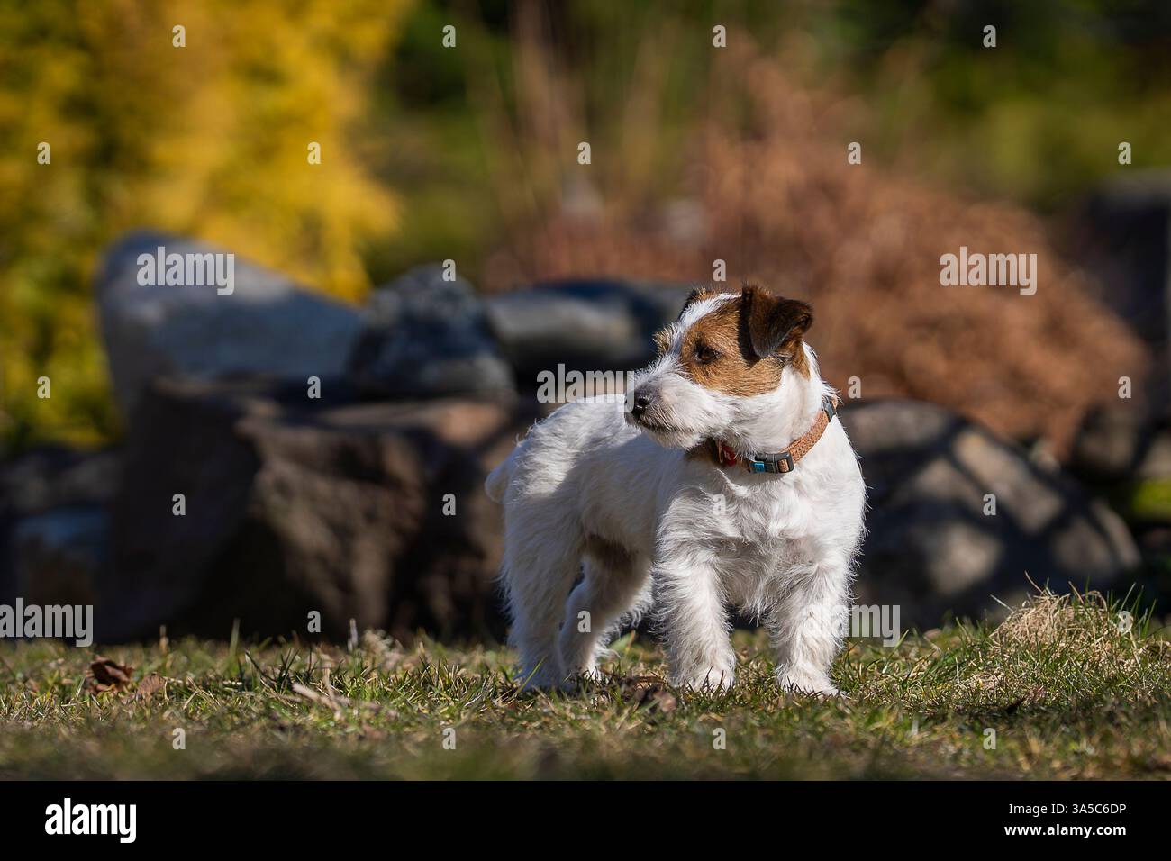 Purebred broken coated Jack Russell Terrier walking in the garden. Jack ...