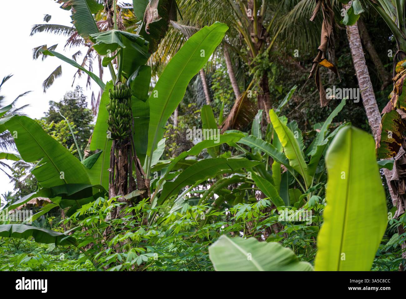 Lush Balinese tropical forest with banana trees bearing young fruit, surrounded by coconut palms ...