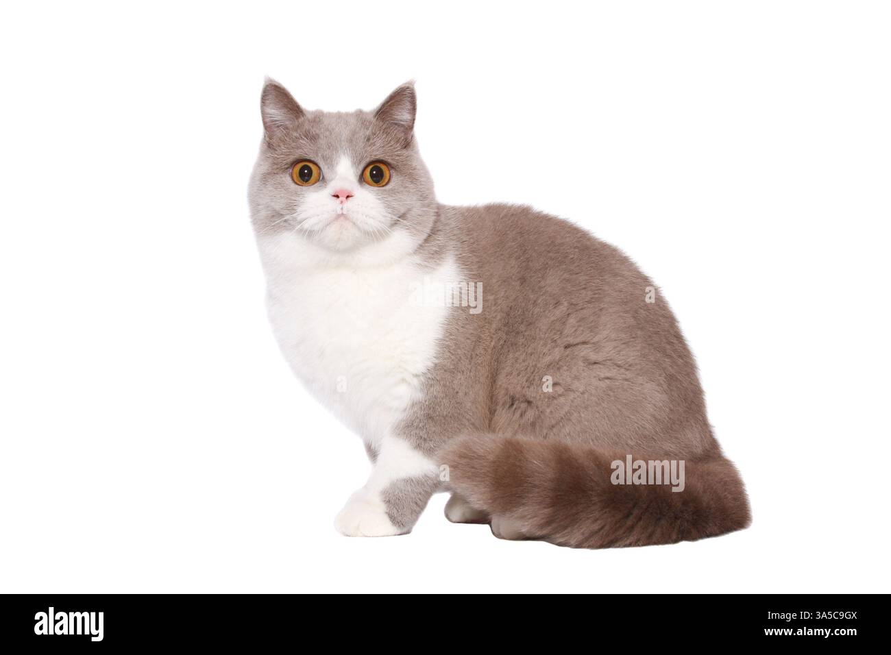 Side view female pet Cut Out Stock Images & Pictures - Alamy