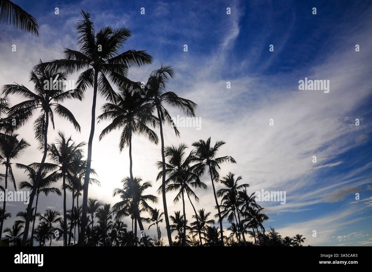 Palm trees sway under hi-res stock photography and images - Alamy