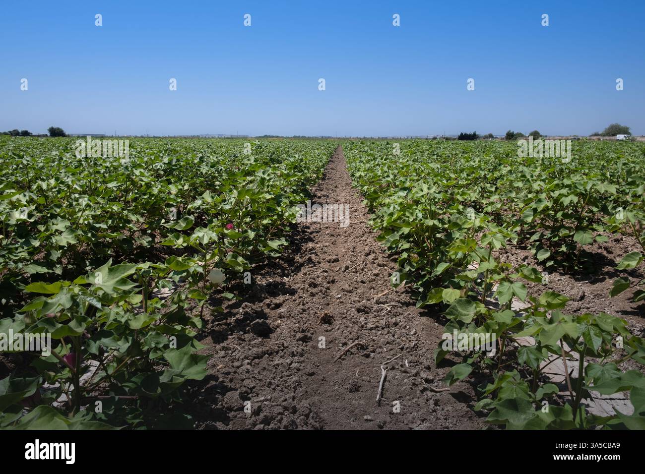 Symmetric and panoramic view of an agricultural cultivation field with ...