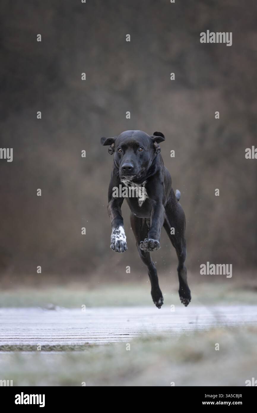 Dalmatian cross breed dog hi-res stock photography and images - Alamy