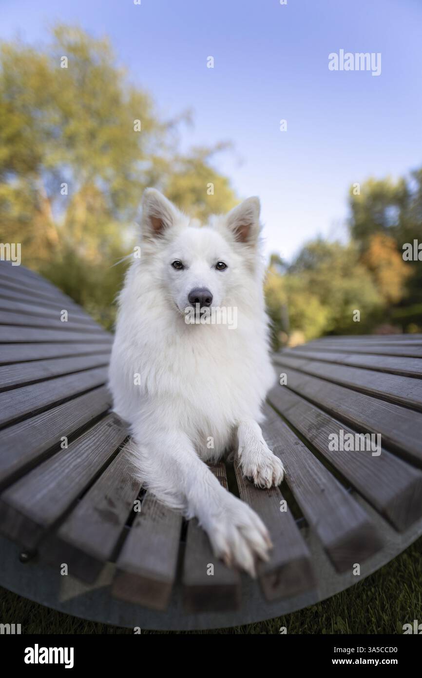 Standard German Spitz Stock Photo - Alamy