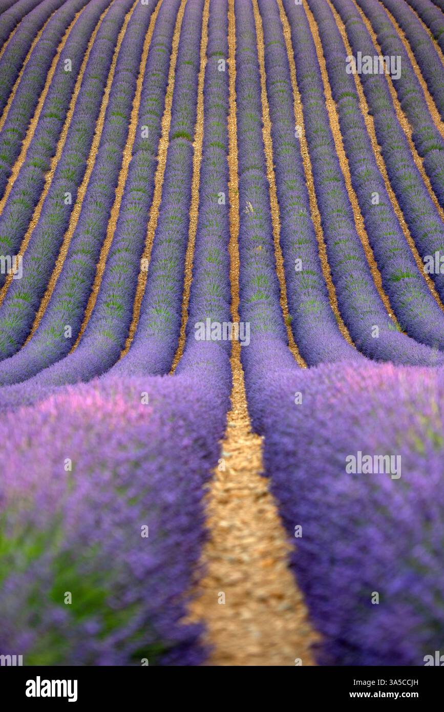 Lavender fields in Provence, Valensole Plateau, July, France Stock ...