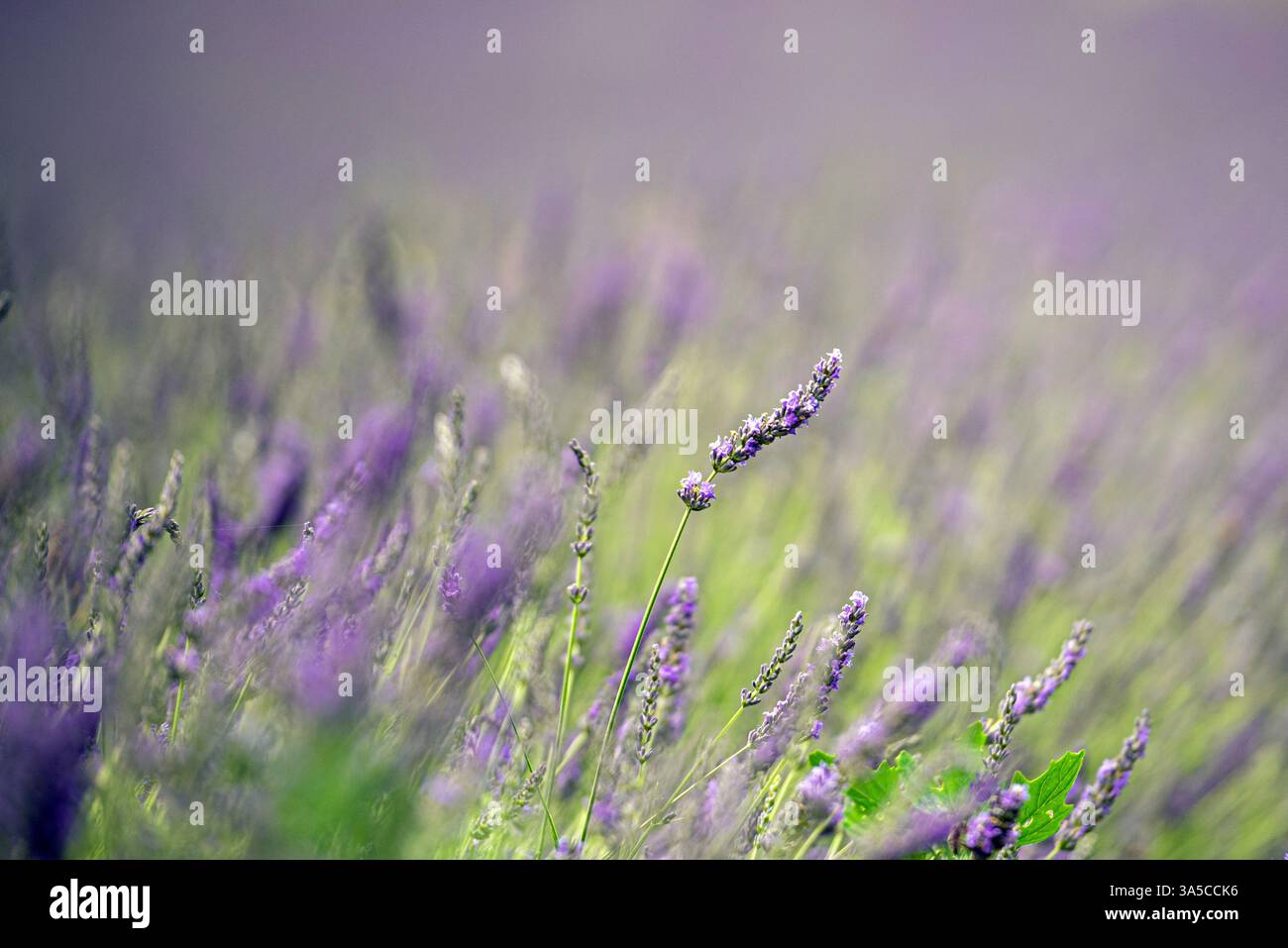 Lavender fields in Provence, Valensole Plateau, July, France Stock ...