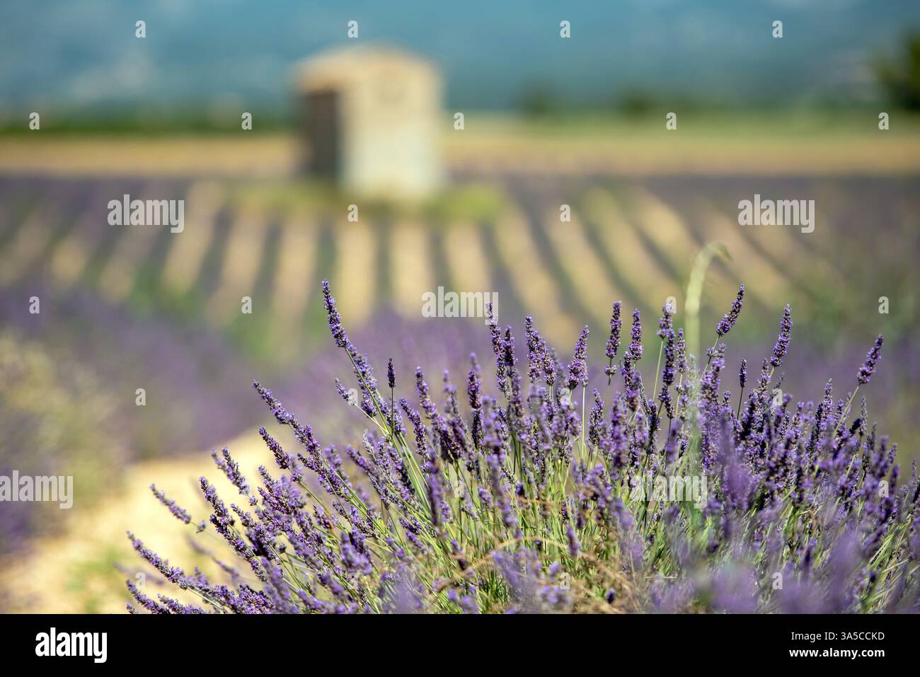 Lavender fields in Provence, Valensole Plateau, July, France Stock ...