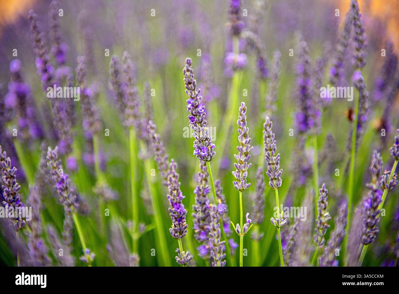 Lavender fields in Provence, Valensole Plateau, July, France Stock ...