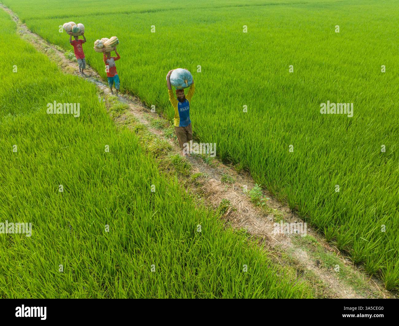 An aerial view of Arial Beel in Srinagar, Munshiganj, Bangladesh, shows ...