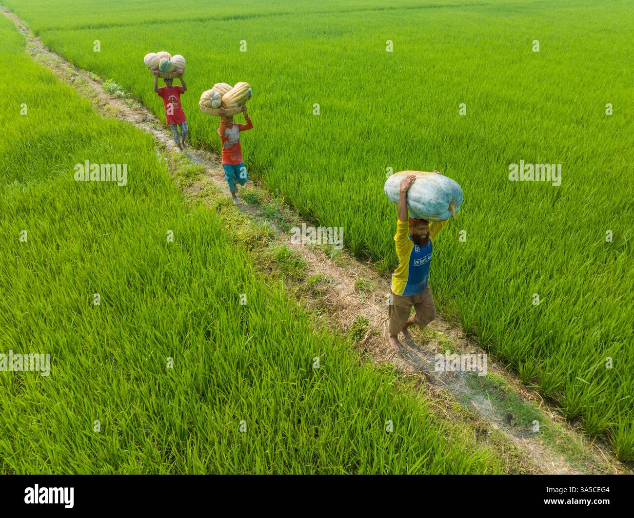 An aerial view of Arial Beel in Srinagar, Munshiganj, Bangladesh, shows ...