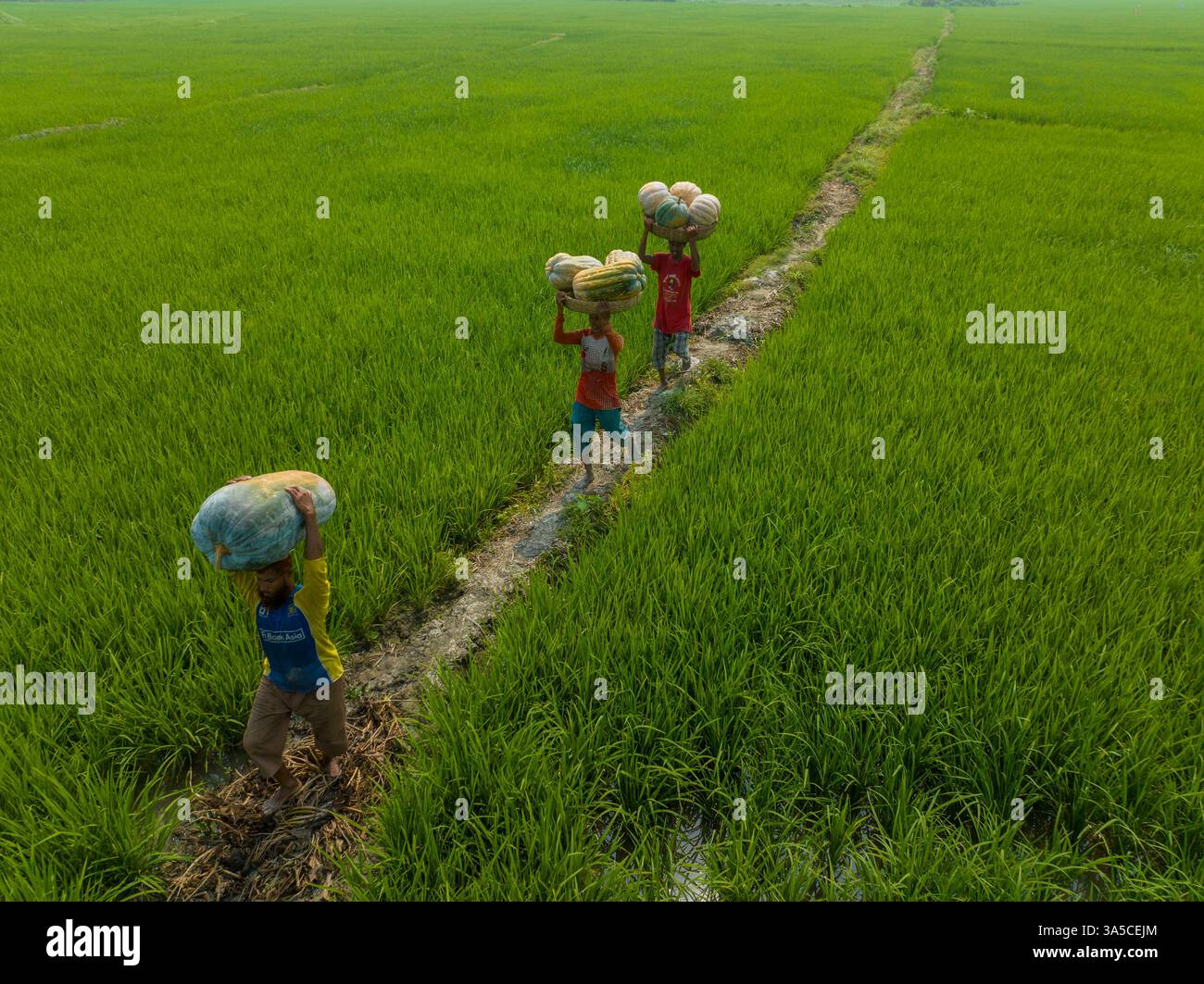 An aerial view of Arial Beel in Srinagar, Munshiganj, Bangladesh, shows ...