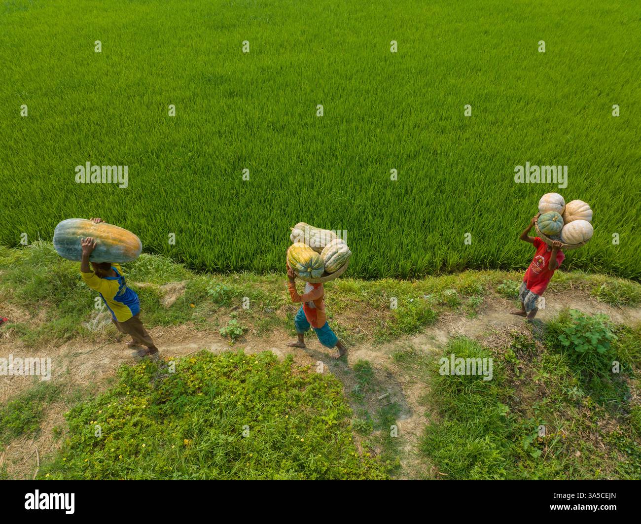 An aerial view of Arial Beel in Srinagar, Munshiganj, Bangladesh, shows ...