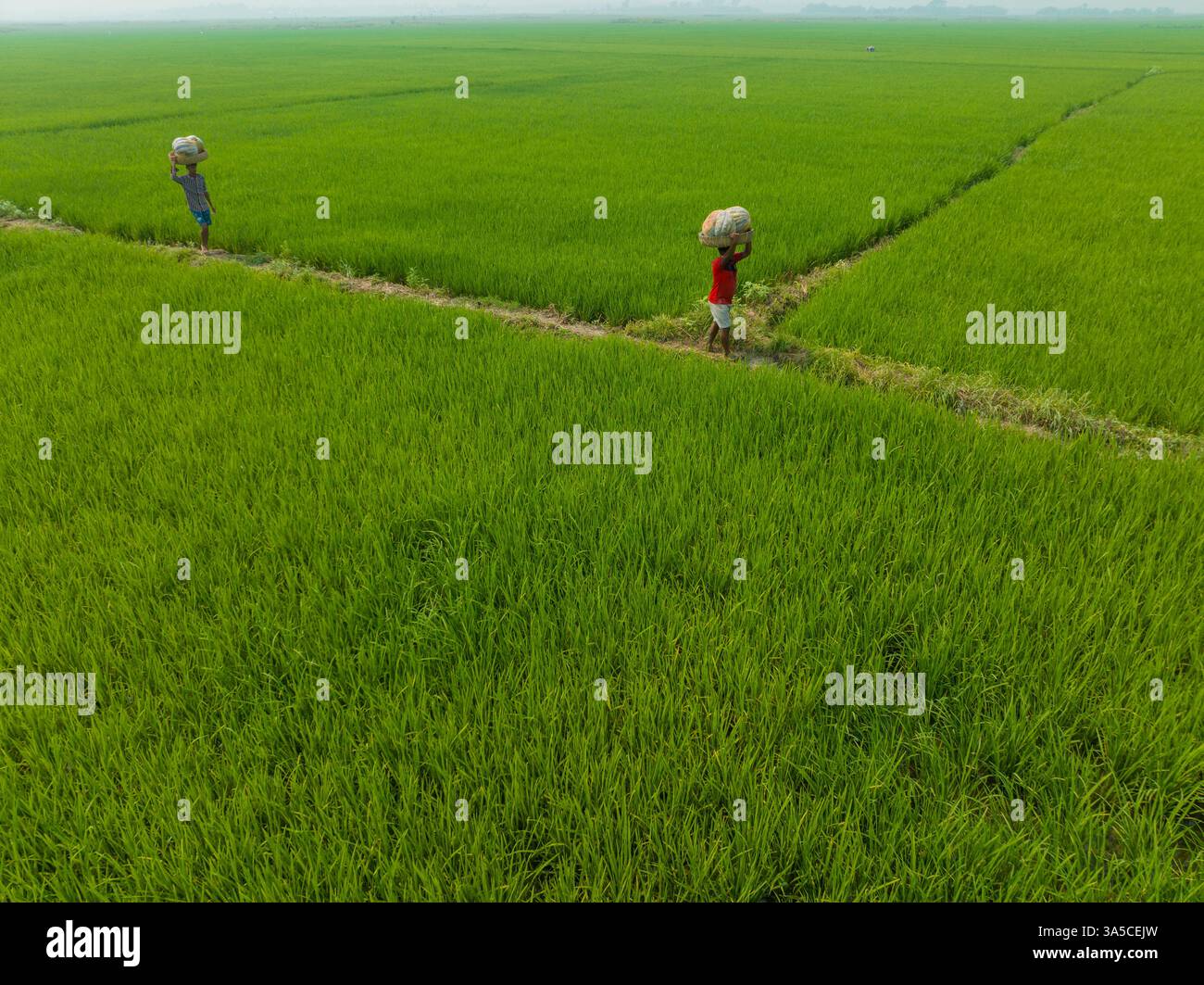 An aerial view of Arial Beel in Srinagar, Munshiganj, Bangladesh, shows ...