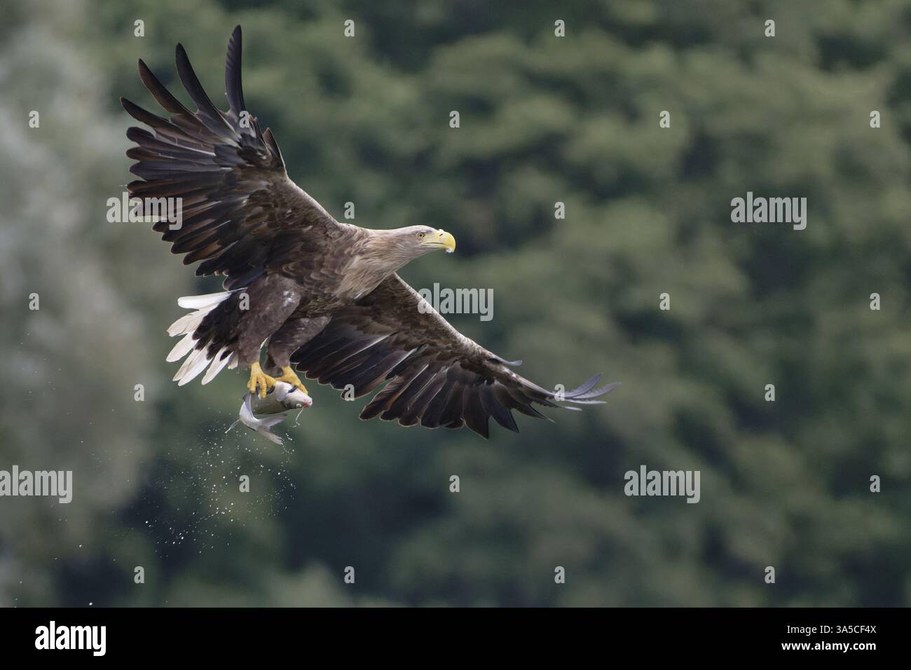 white-tailed sea eagle Stock Photo - Alamy