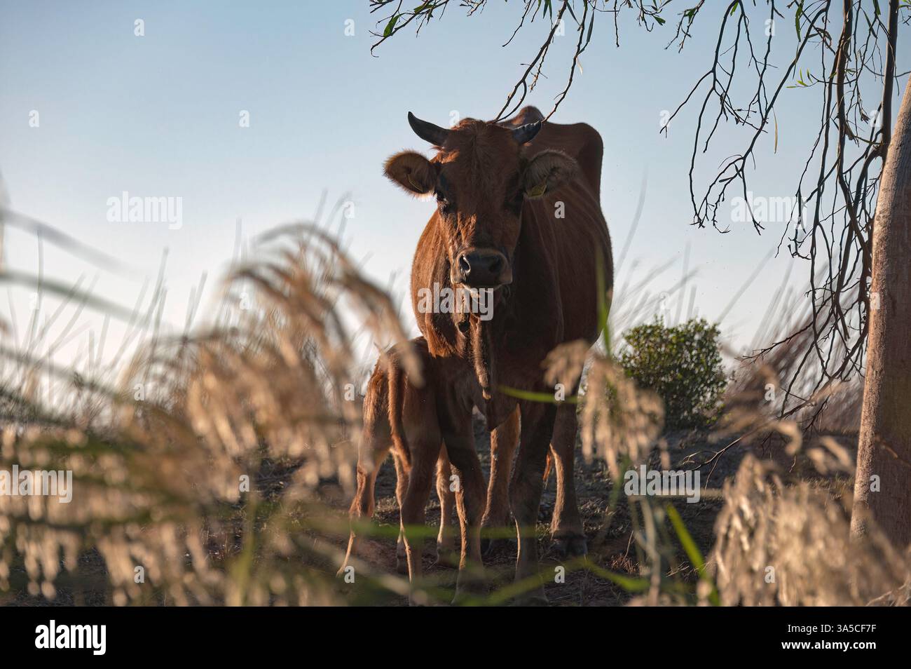 Protective mother cow standing guard over calf in a field at sunset ...