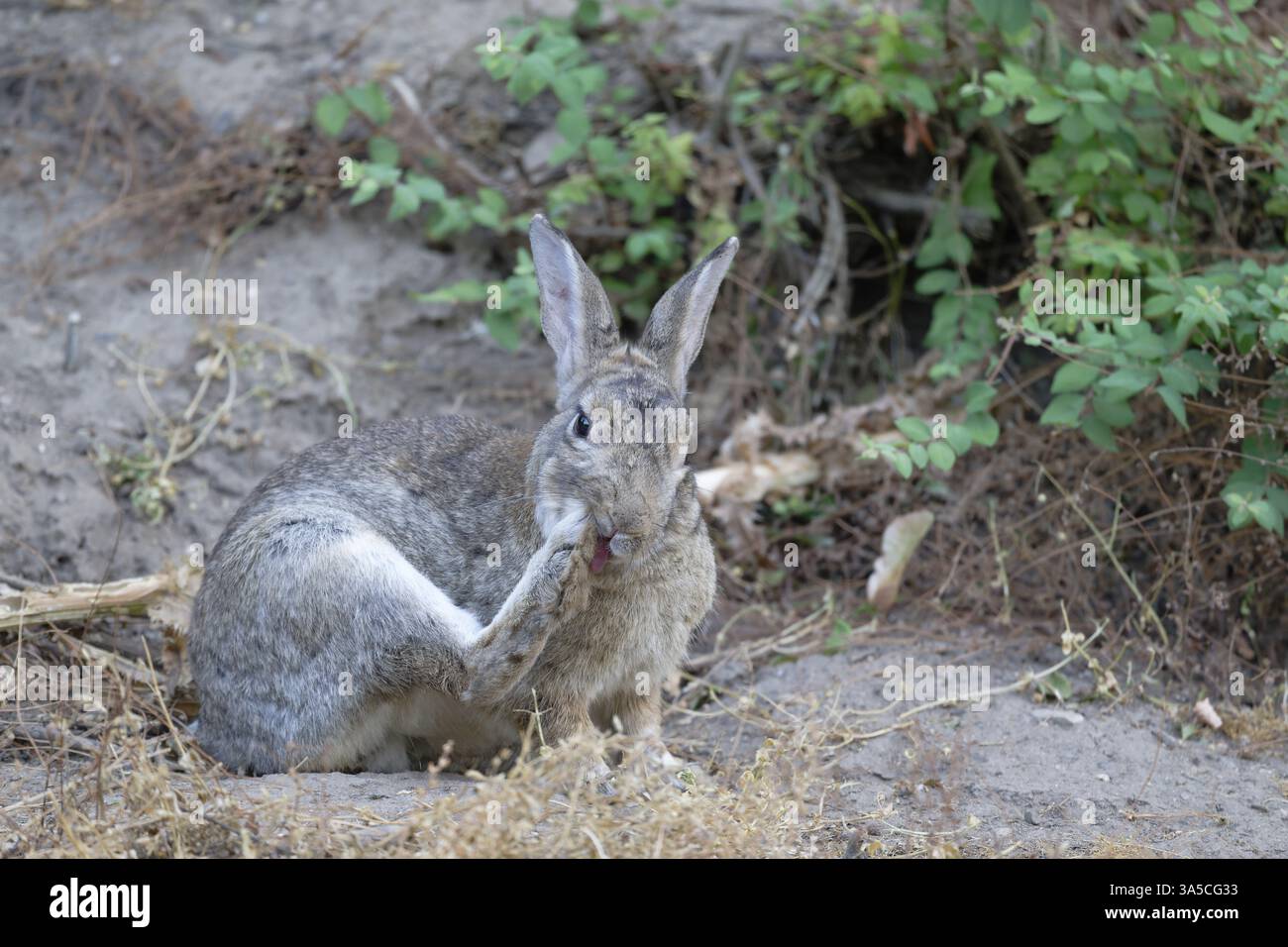 european wild rabbit Stock Photo - Alamy