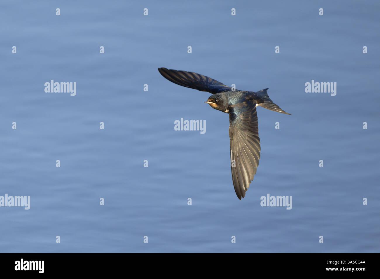 Swallow fly sea hi-res stock photography and images - Alamy
