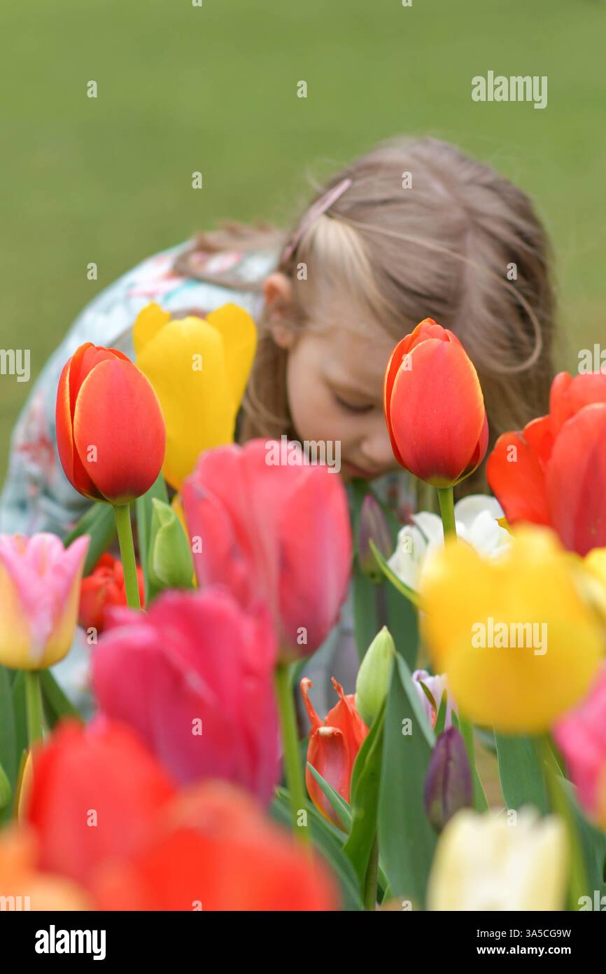 A child girl smelling in a park with the tulips Stock Photo - Alamy