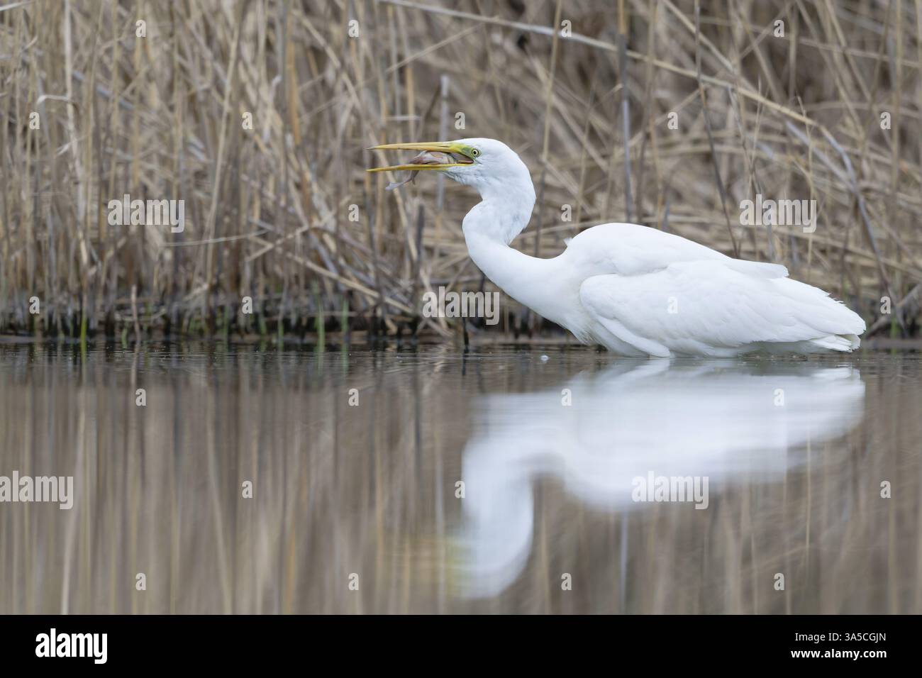 great white egret Stock Photo - Alamy