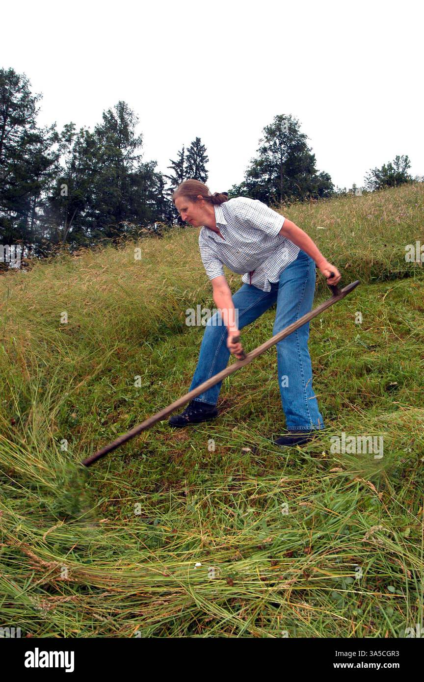 farmer mowing green grass with a scythe in the field farmer mowing with ...