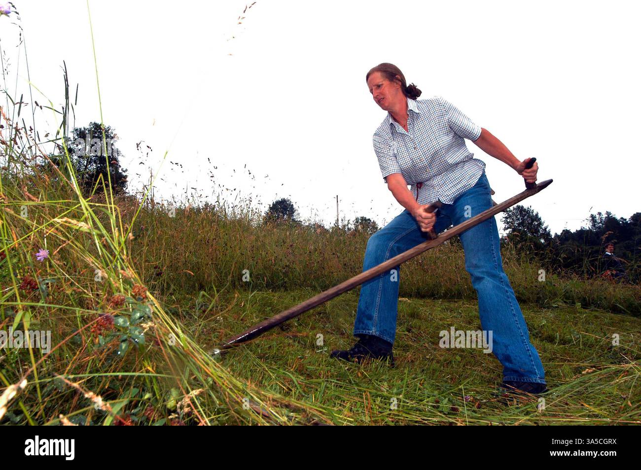 farmer mowing green grass with a scythe in the field farmer mowing with ...