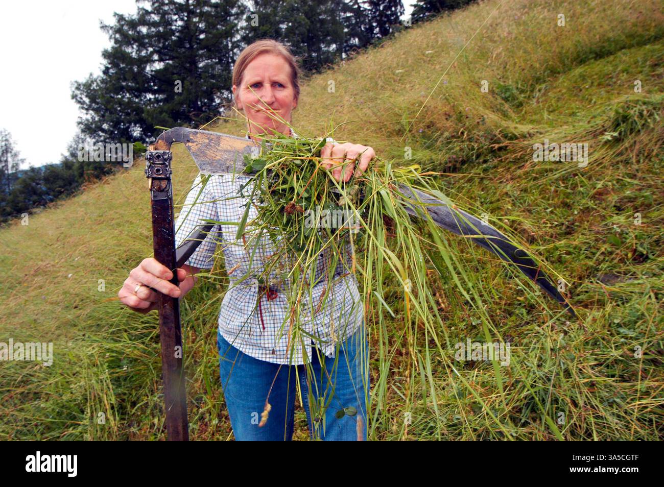 farmer mowing green grass with a scythe in the field farmer mowing with ...