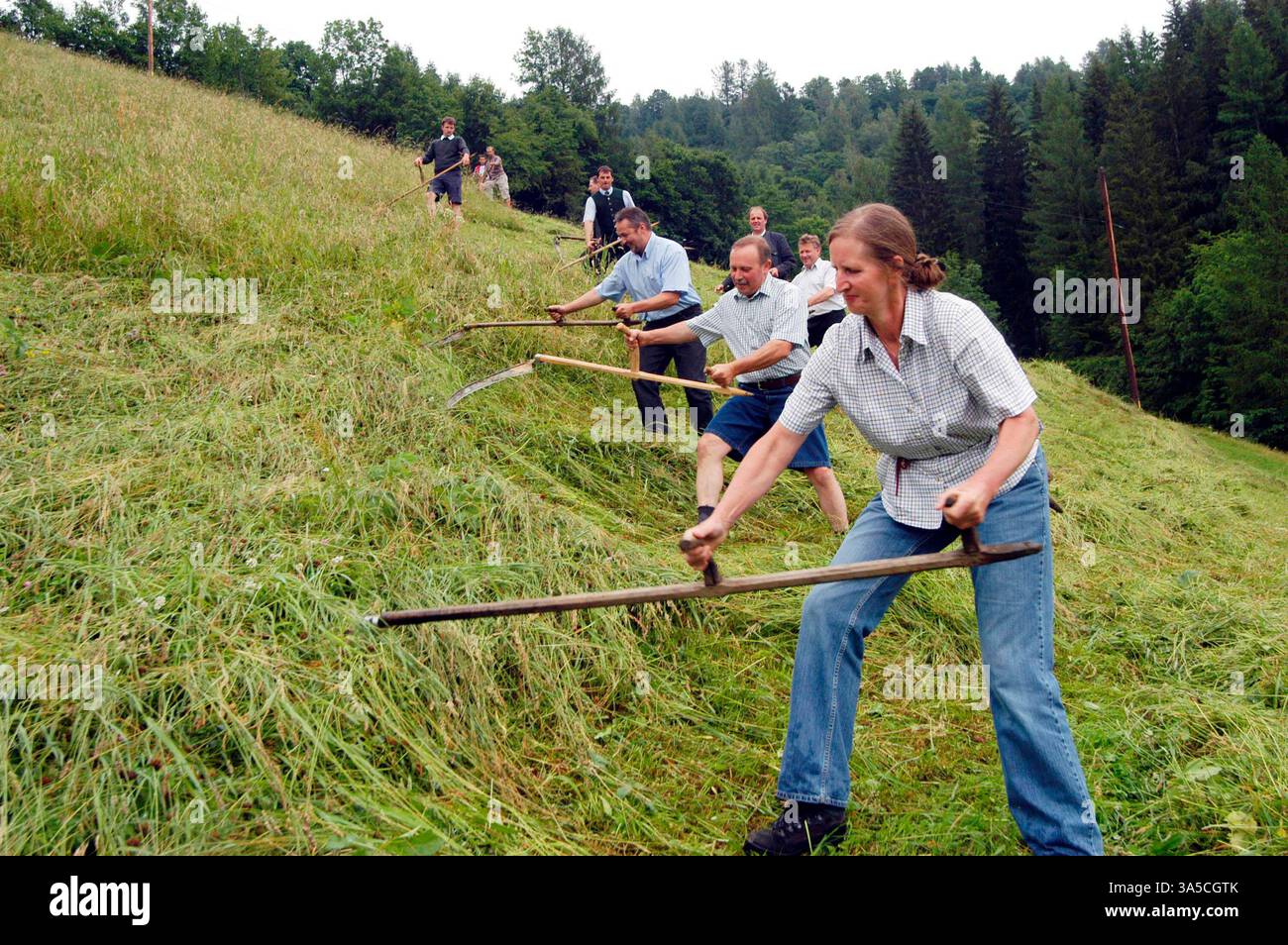 farmer mowing green grass with a scythe in the field farmer mowing with ...