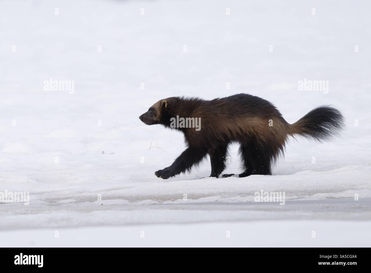 Wolverines running hi-res stock photography and images - Alamy