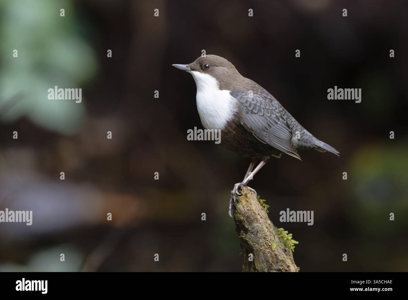 Water ouzel hi-res stock photography and images - Alamy
