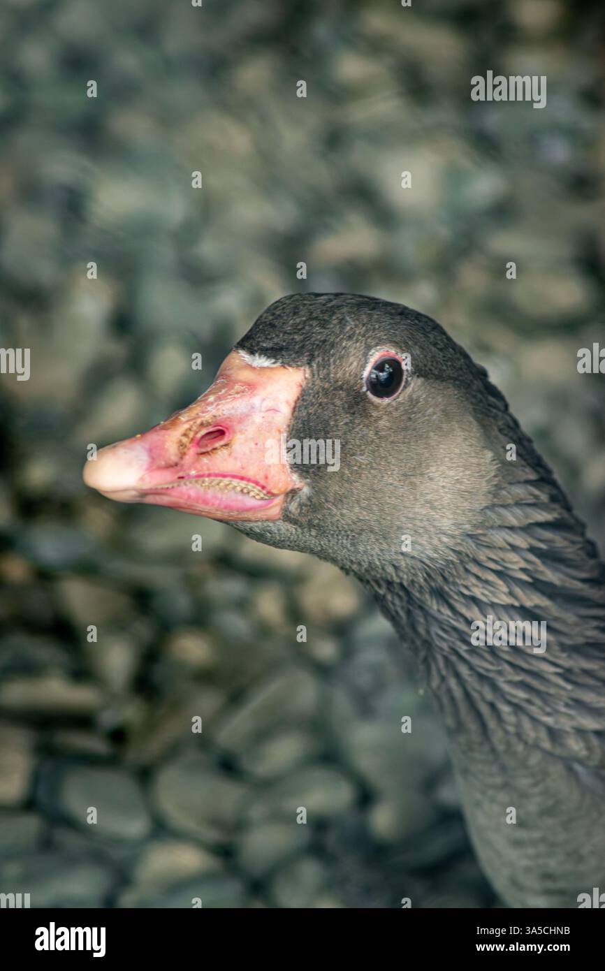 Animal farm greylag goose species hi-res stock photography and images ...
