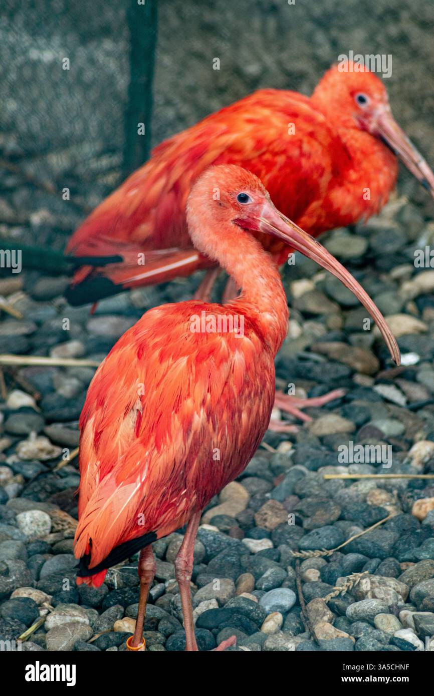 A duo of scarlet ibises with vibrant red feathers standing on pebbled ...