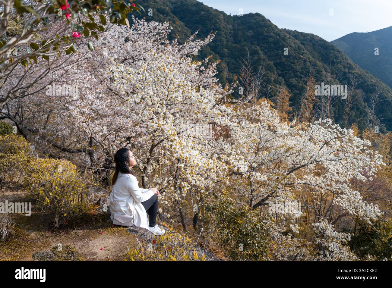 Romantic Moment Under Cherry Blossoms – A Couple Embracing Love Amidst ...