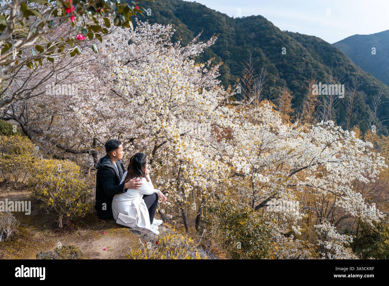 Romantic Moment Under Cherry Blossoms – A Couple Embracing Love Amidst ...