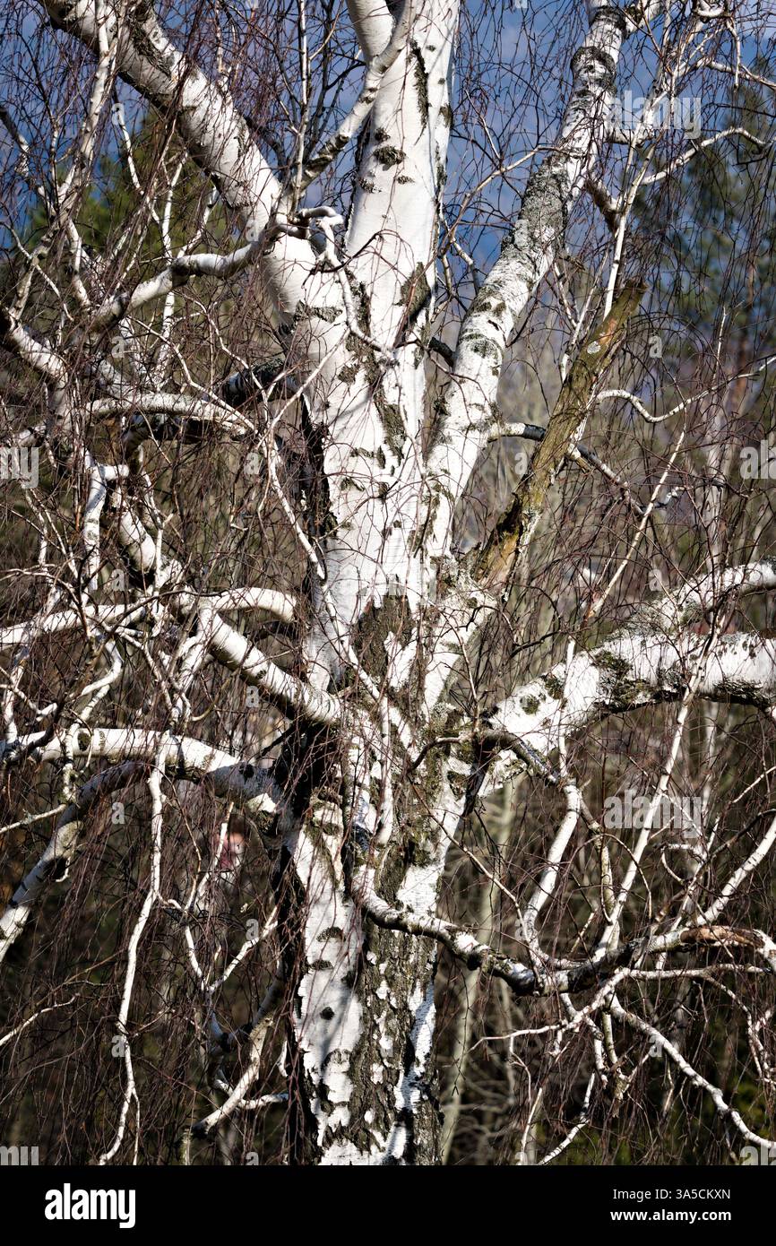 Birch tree without leaves in spring. Betula pendula. Tree with white ...