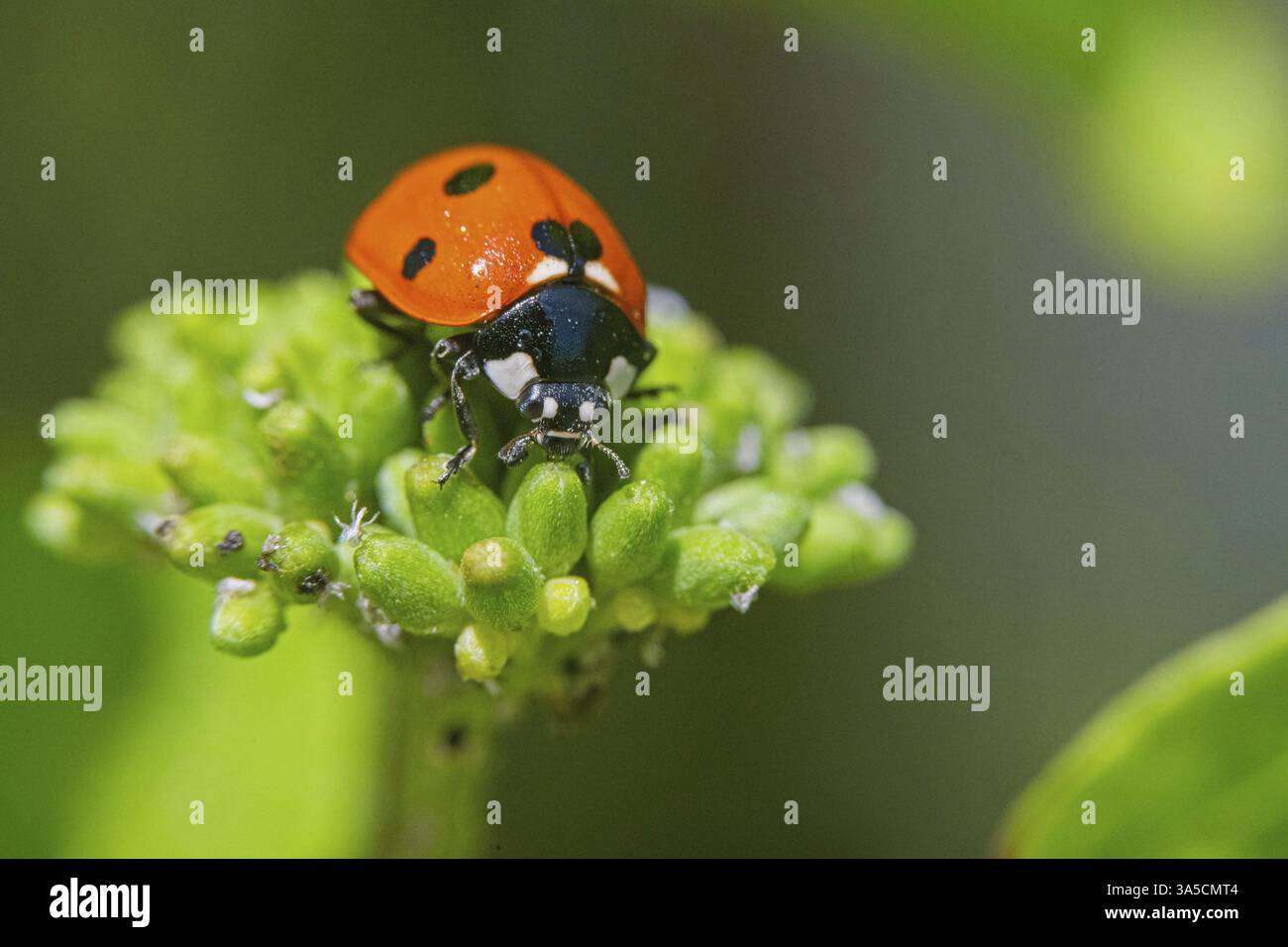 Ladybird insect flight flying hi-res stock photography and images - Alamy