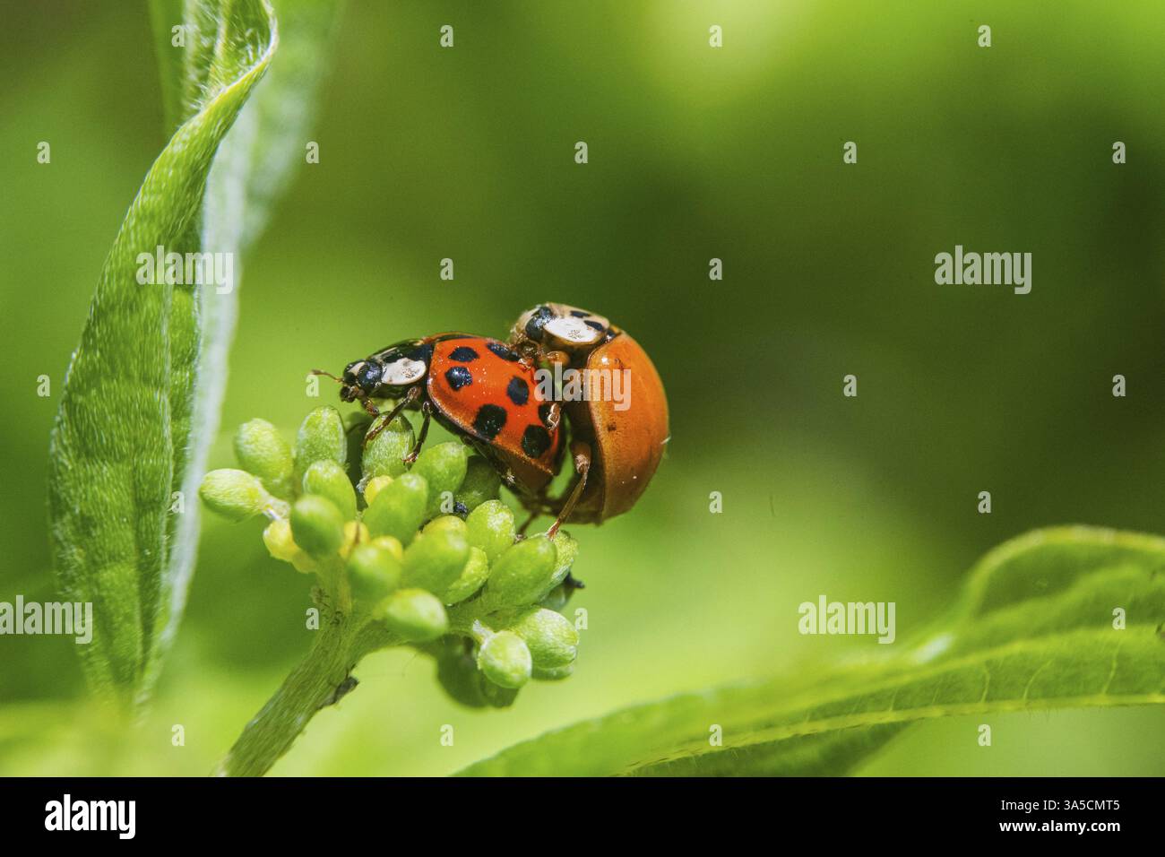 Japanese beetle fly hi-res stock photography and images - Alamy