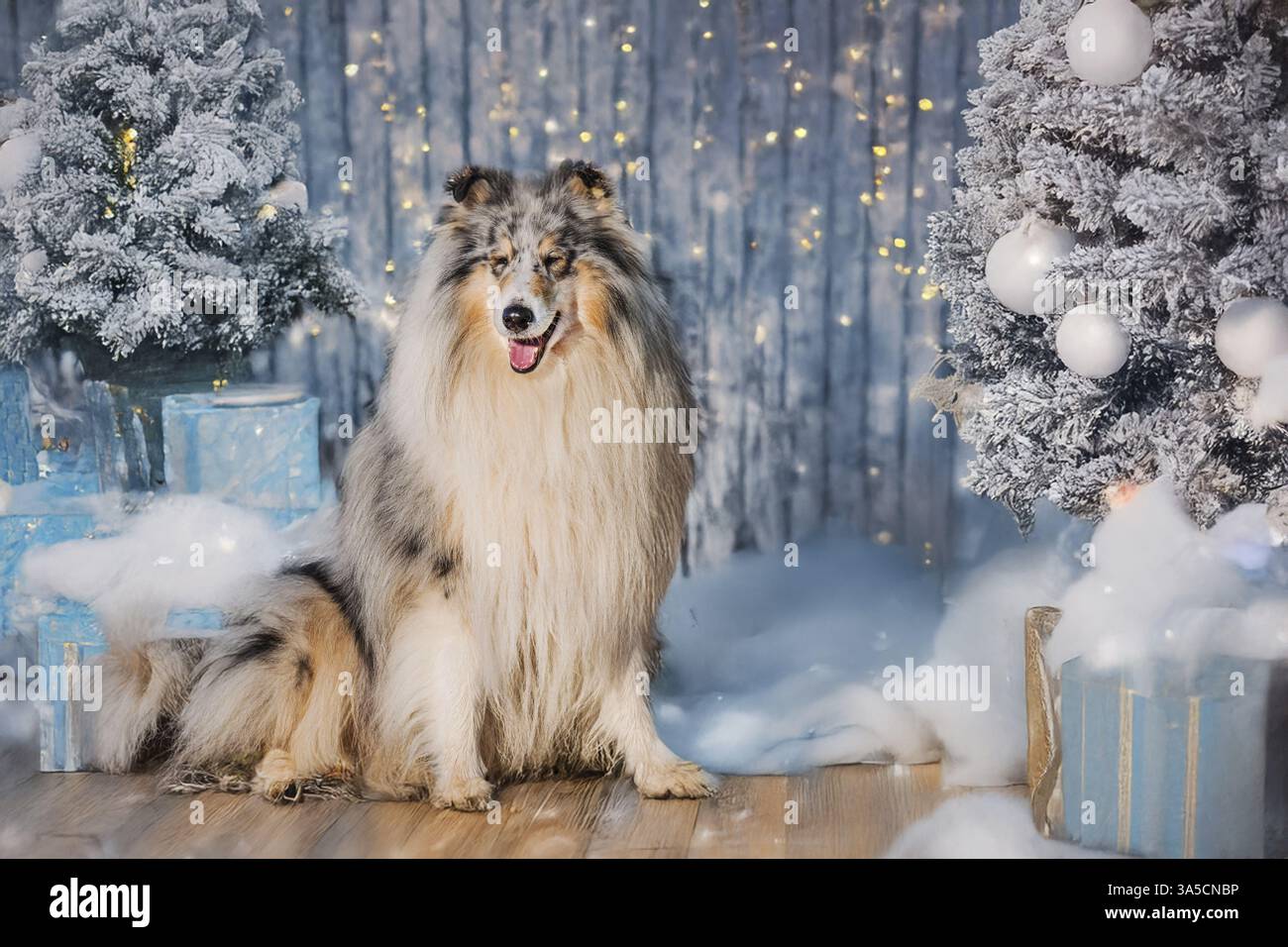 Long-haired collie in winter Stock Photo - Alamy