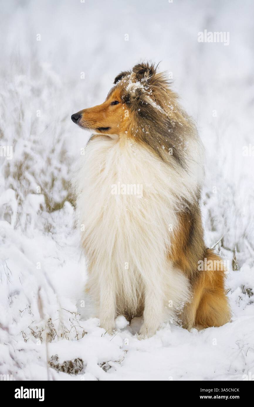 Long-haired collie in winter Stock Photo - Alamy