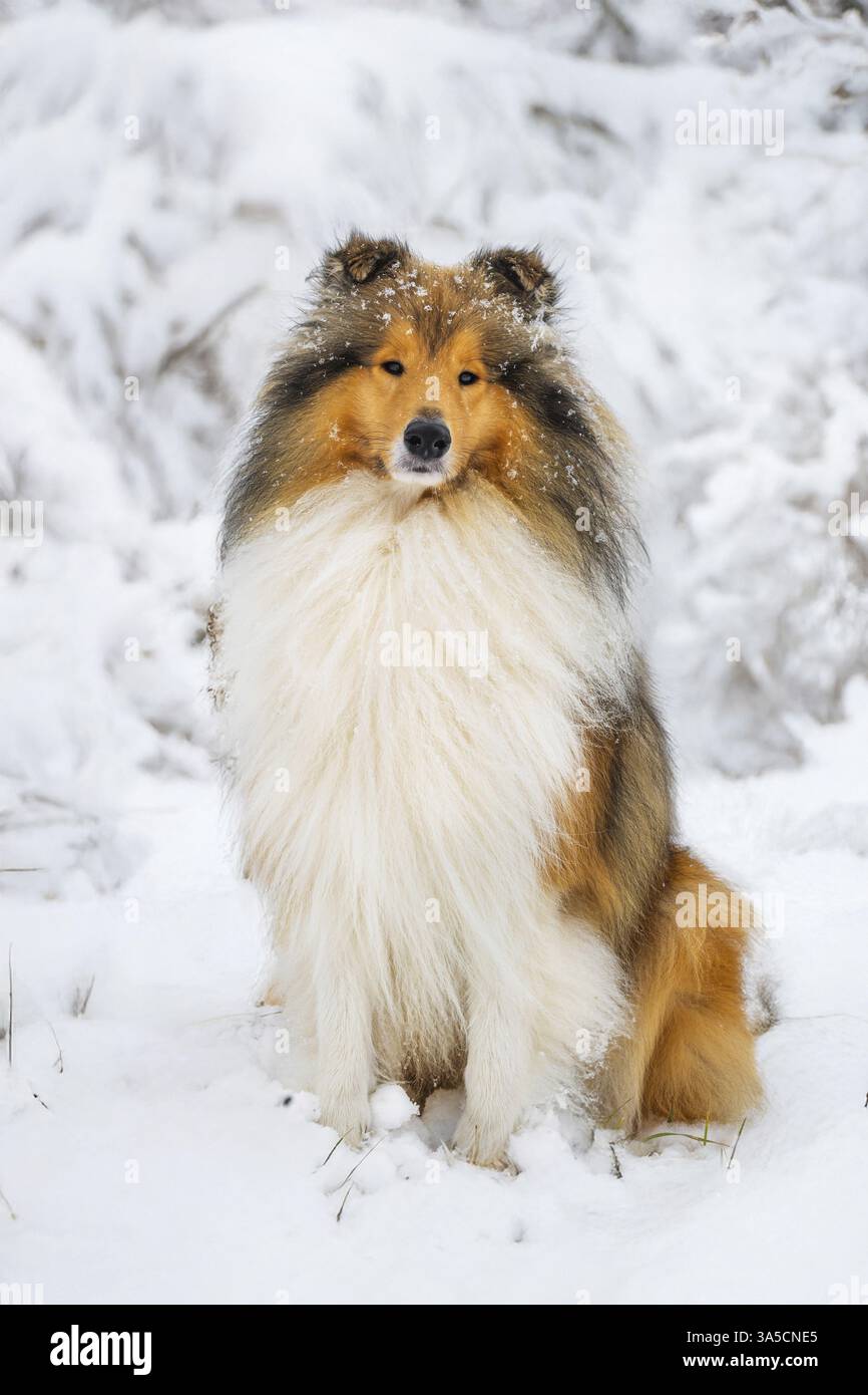 Long-haired collie in winter Stock Photo - Alamy