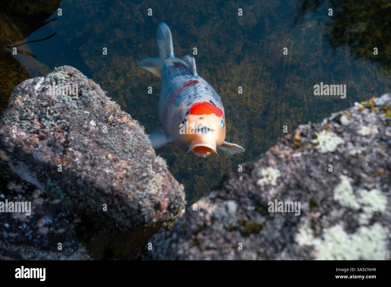 Vibrant Koi Fish Swimming Gracefully – A Symbol of Luck, Prosperity ...