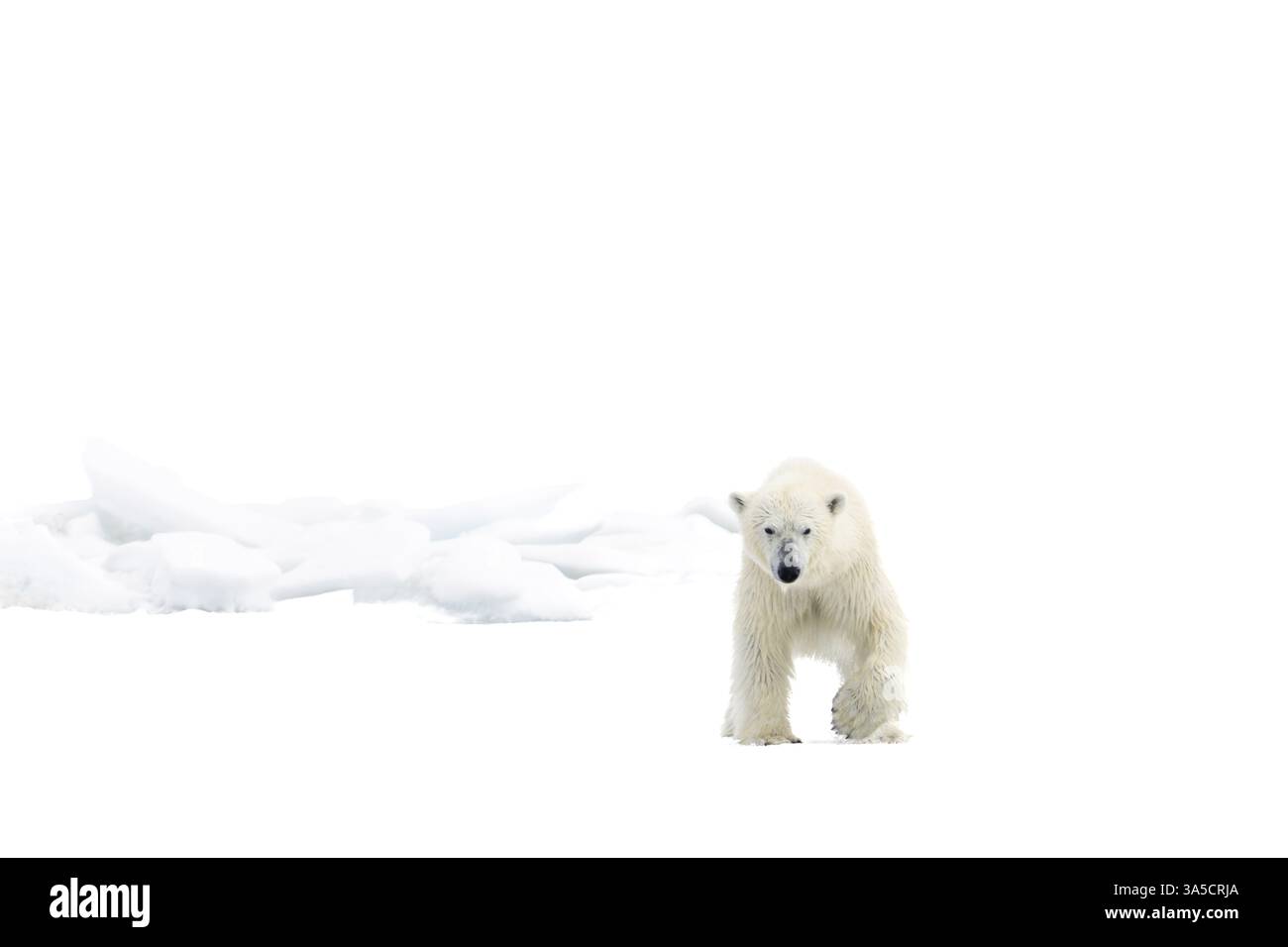 female ice bear Stock Photo - Alamy