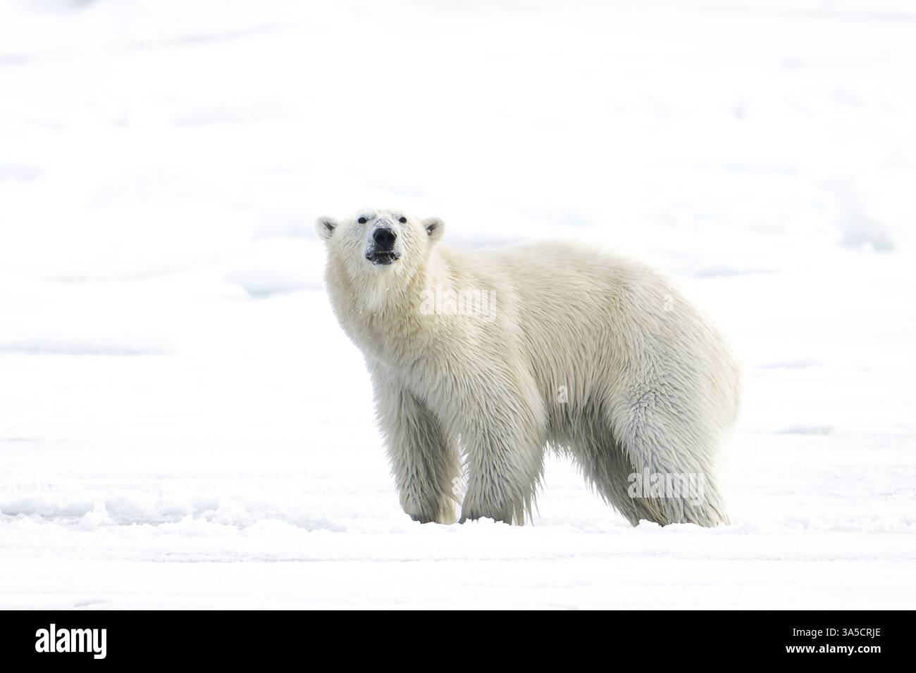 Bear stands Cut Out Stock Images & Pictures - Alamy