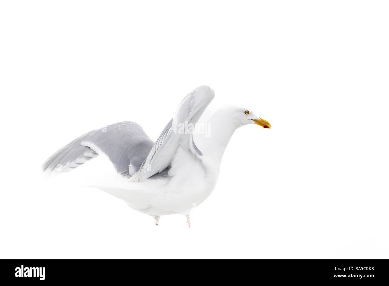 Gull of gulls Cut Out Stock Images & Pictures - Alamy