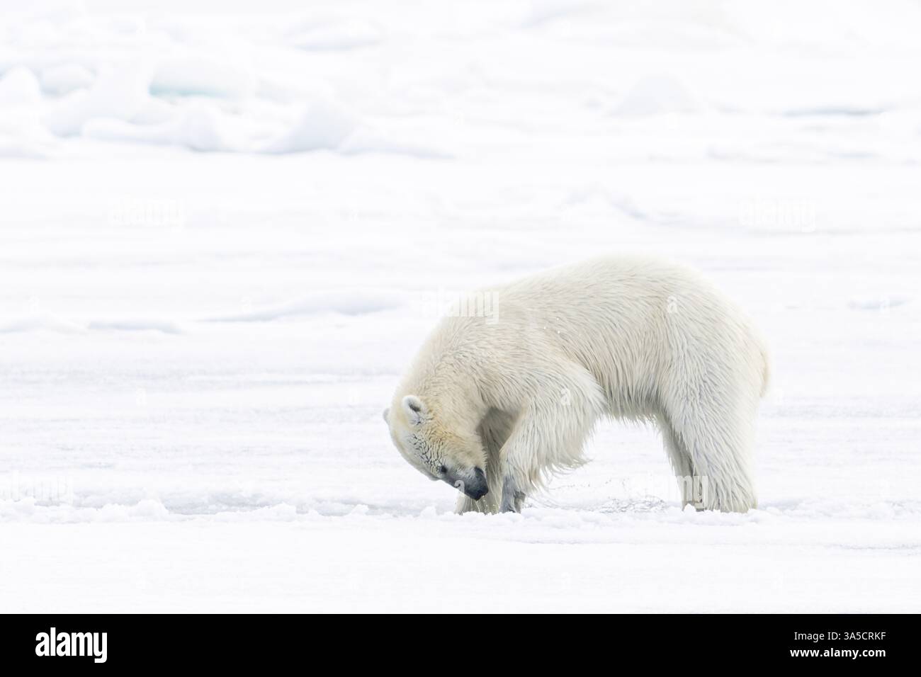 female ice bear Stock Photo - Alamy