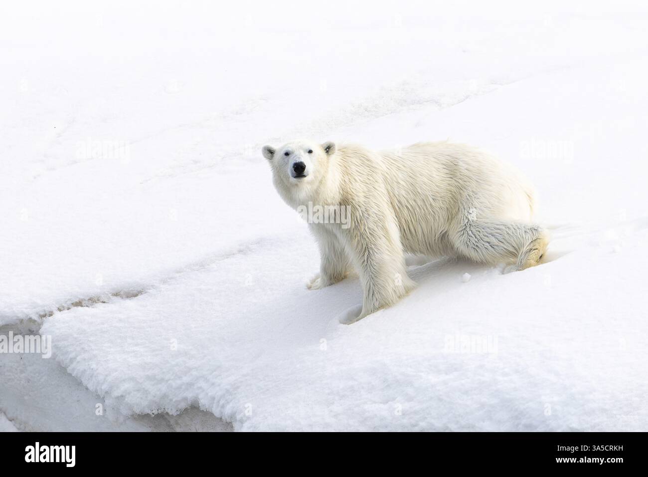Polar bear eye contact hi-res stock photography and images - Alamy