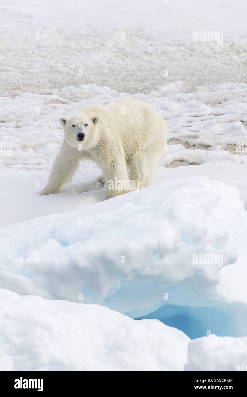 female ice bear Stock Photo - Alamy
